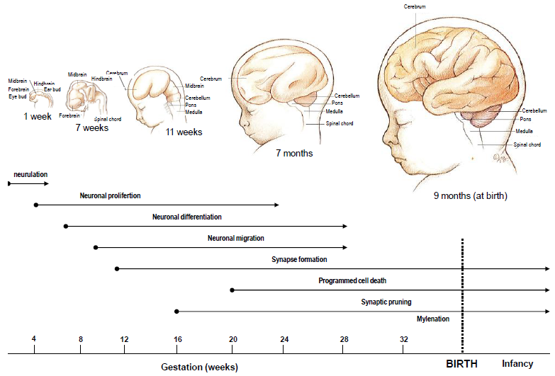 Neuro Science | ShareTechnote